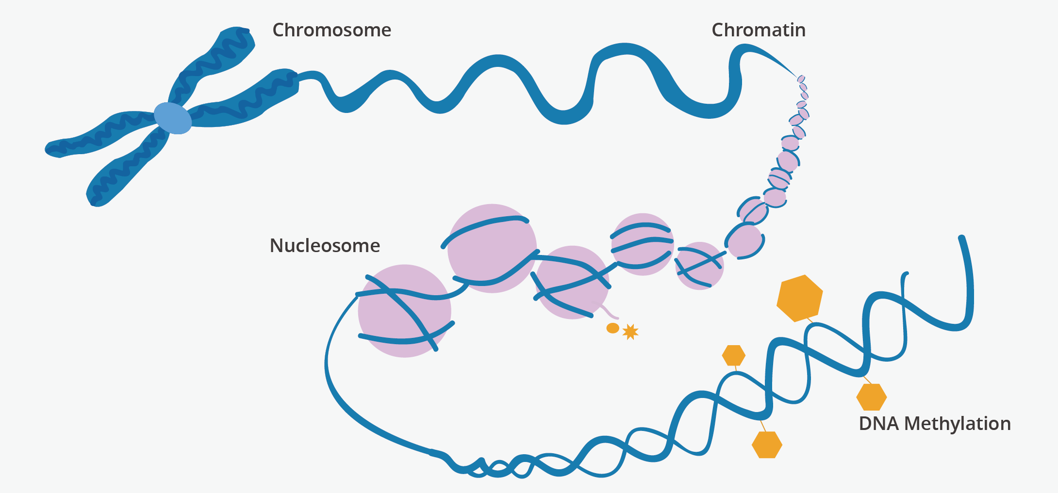 Comprehensive DNA Methylation Calling by Long-read Sequencing Services in Novogene